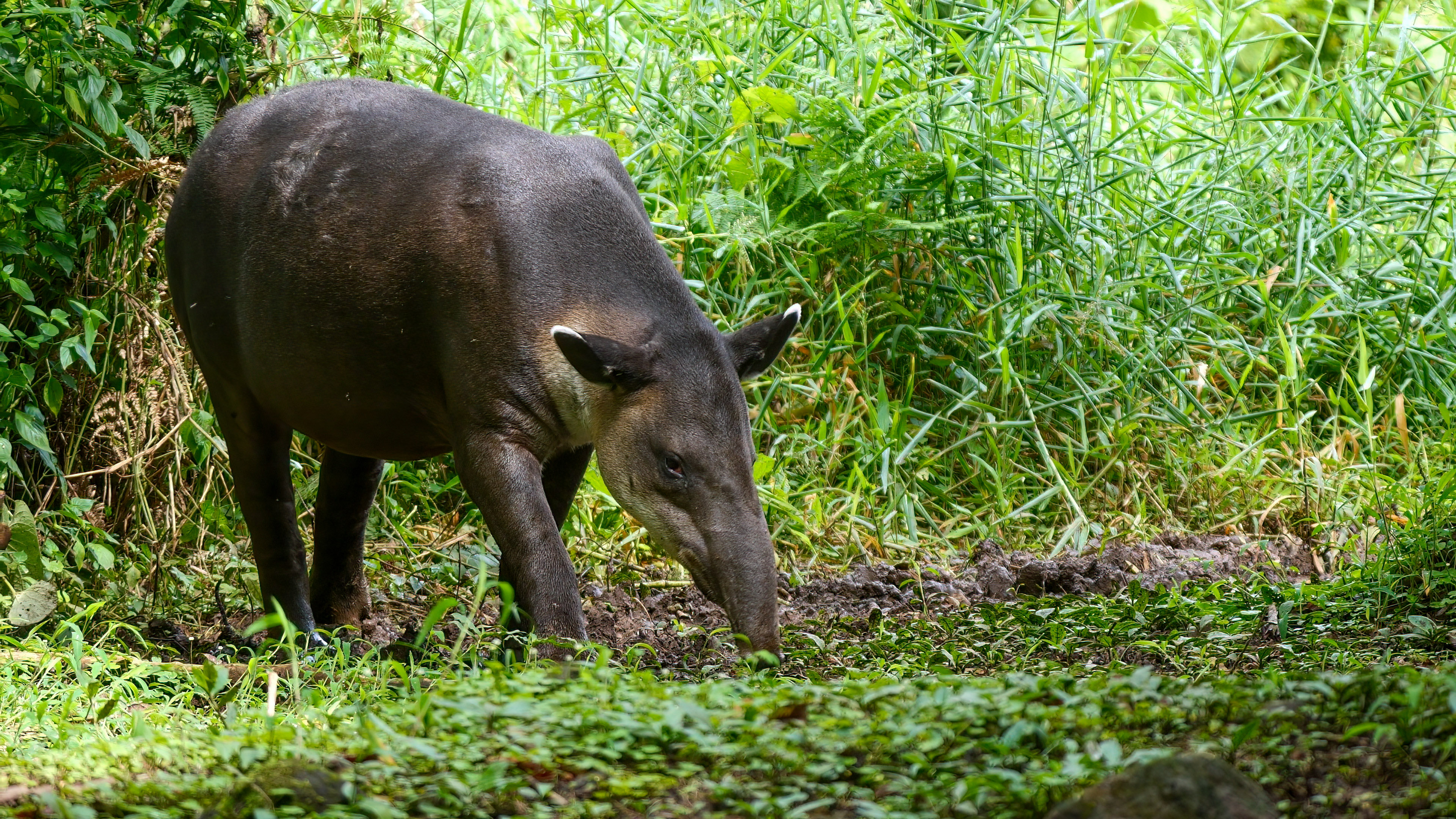 Tapir Valley Nature Reserve | Bijagua Wildlife & Nature Tours