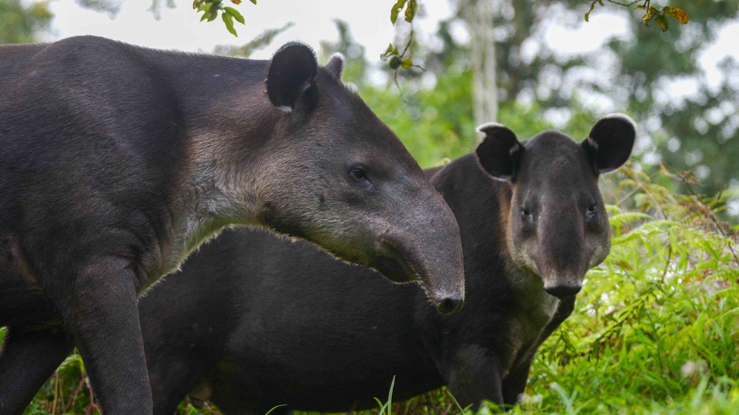 Seeing Tapirs in Costa Rica | Bijagua, Costa Rica | Tapir Valley