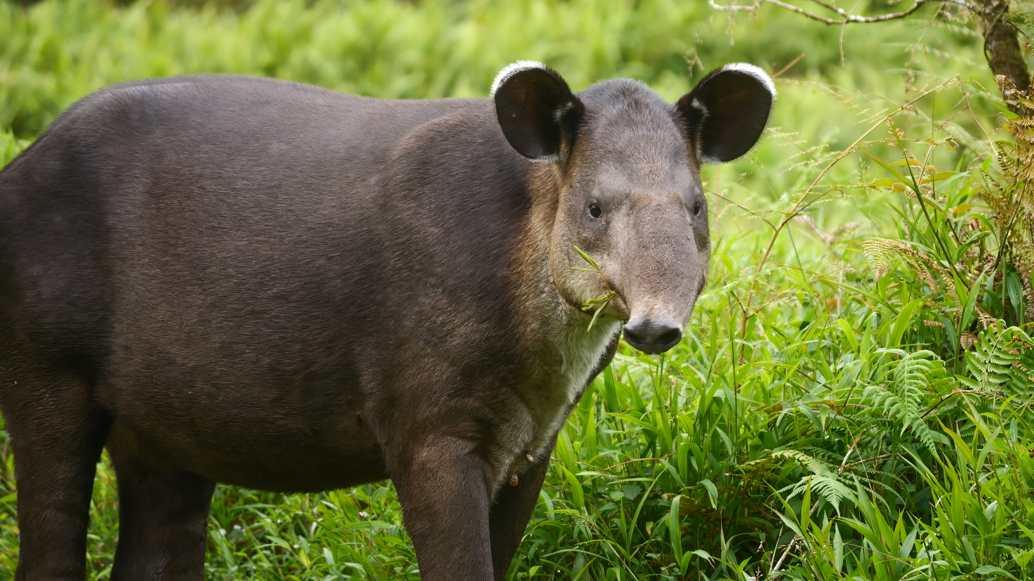 Seeing Tapirs in Costa Rica | Bijagua, Costa Rica | Tapir Valley