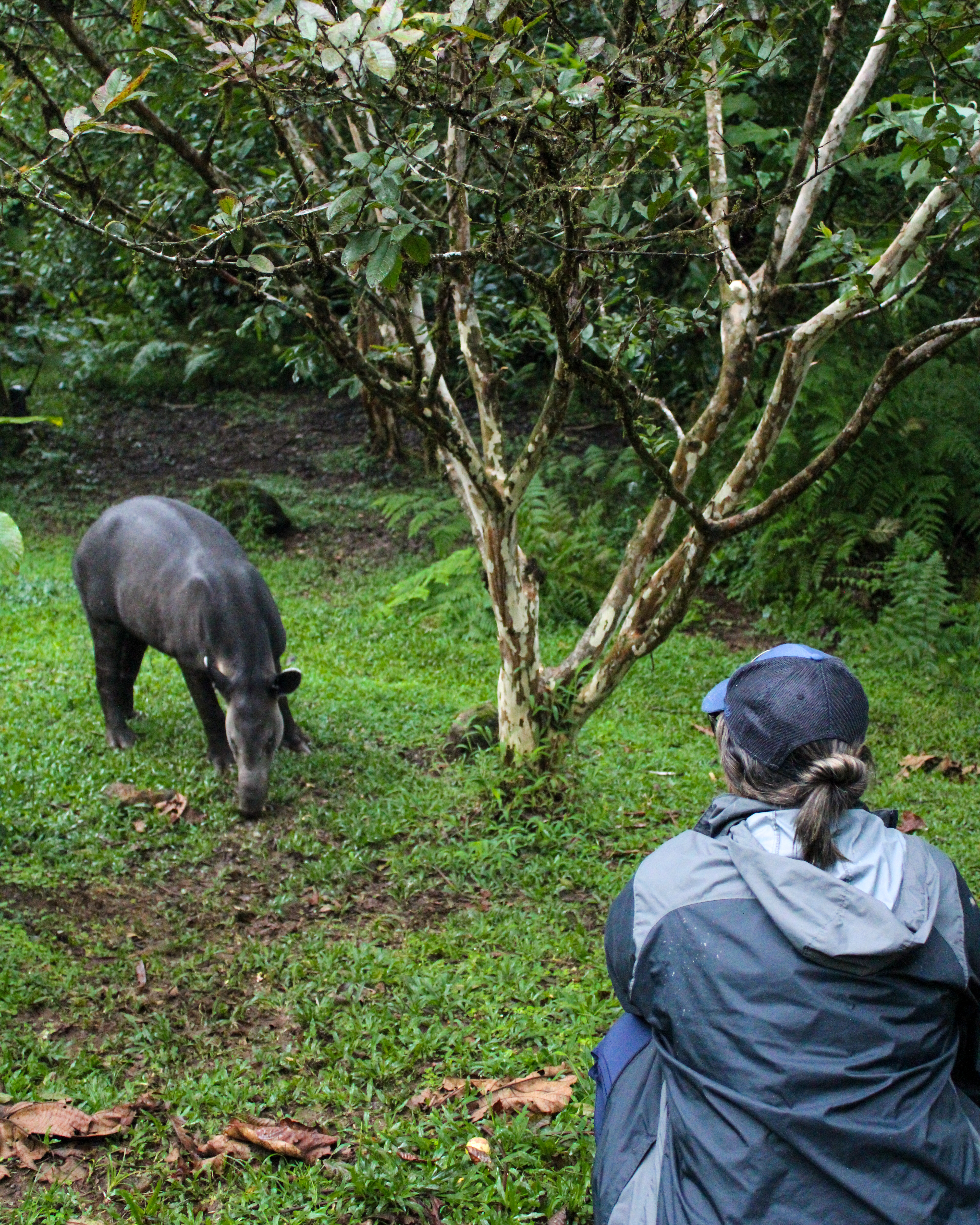 Tapir Valley Night Walk | Bijagua, Costa Rica | Savage Costa Rica