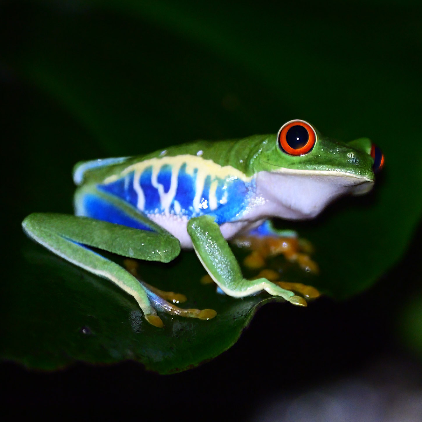 Tapir Valley Nature Reserve | Bijagua, Costa Rica