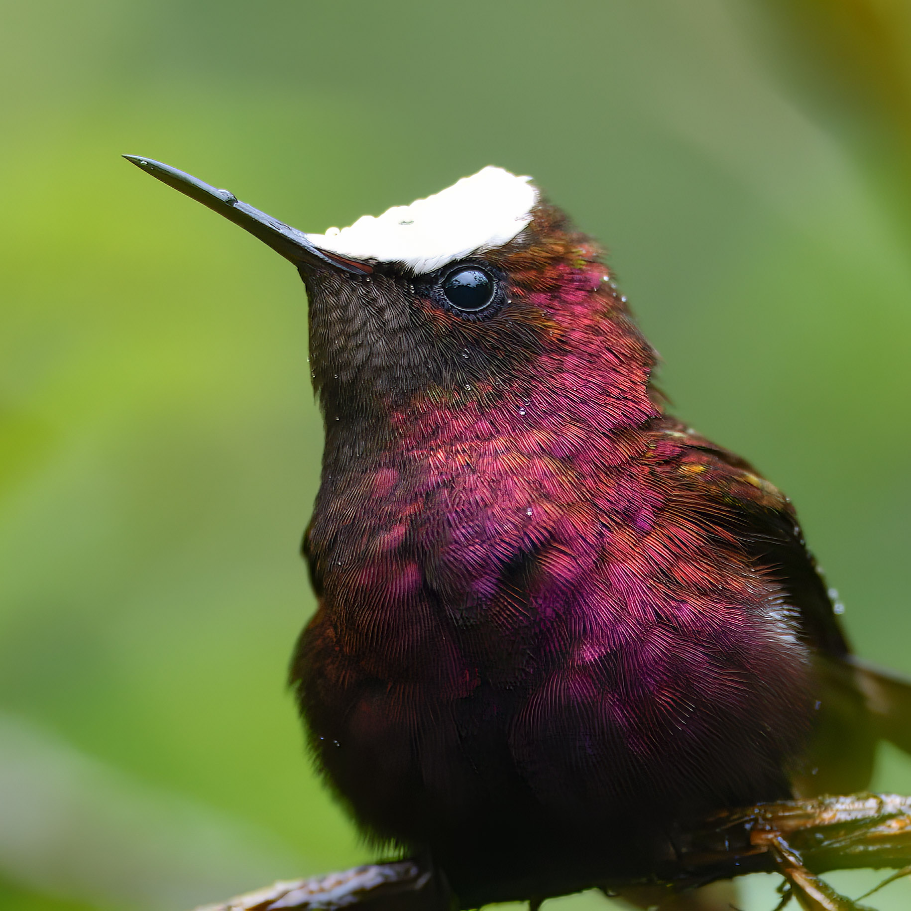 Tapir Valley Nature Reserve | Bijagua, Costa Rica