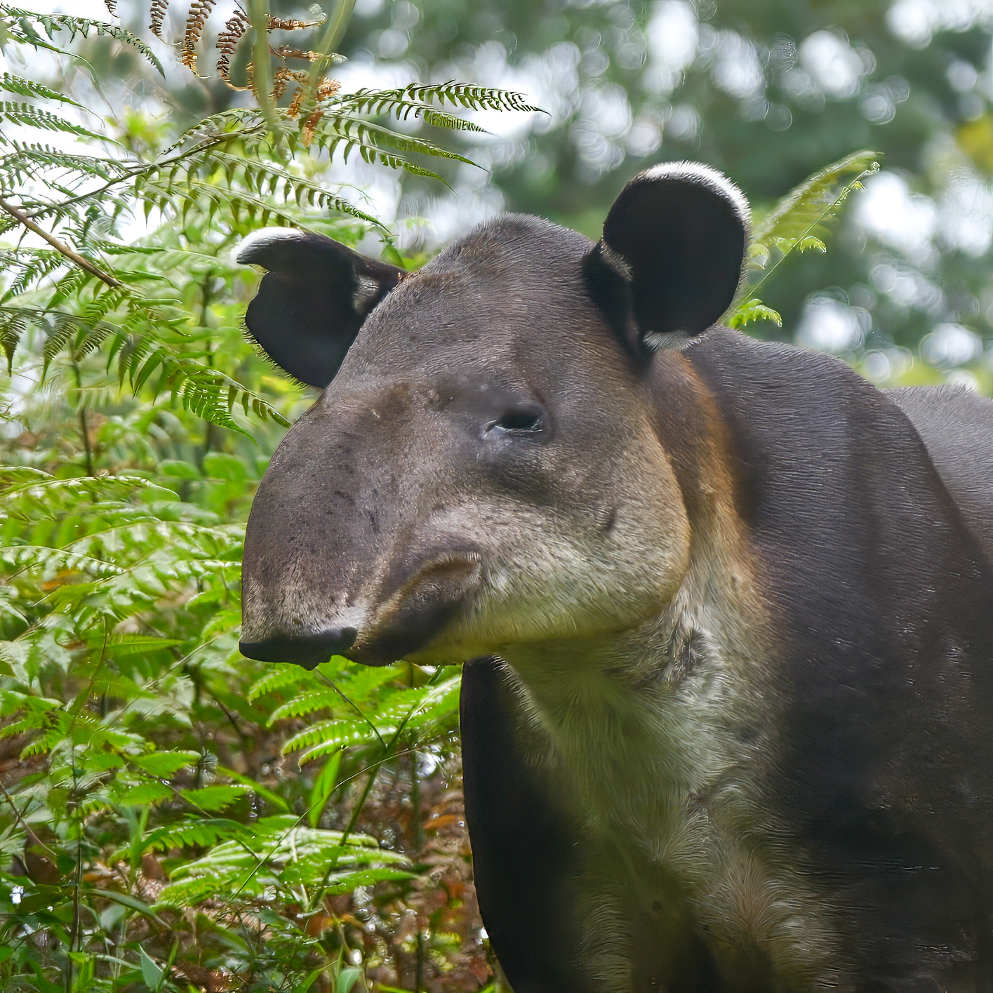 Seeing Tapirs in Costa Rica | Bijagua, Costa Rica | Tapir Valley