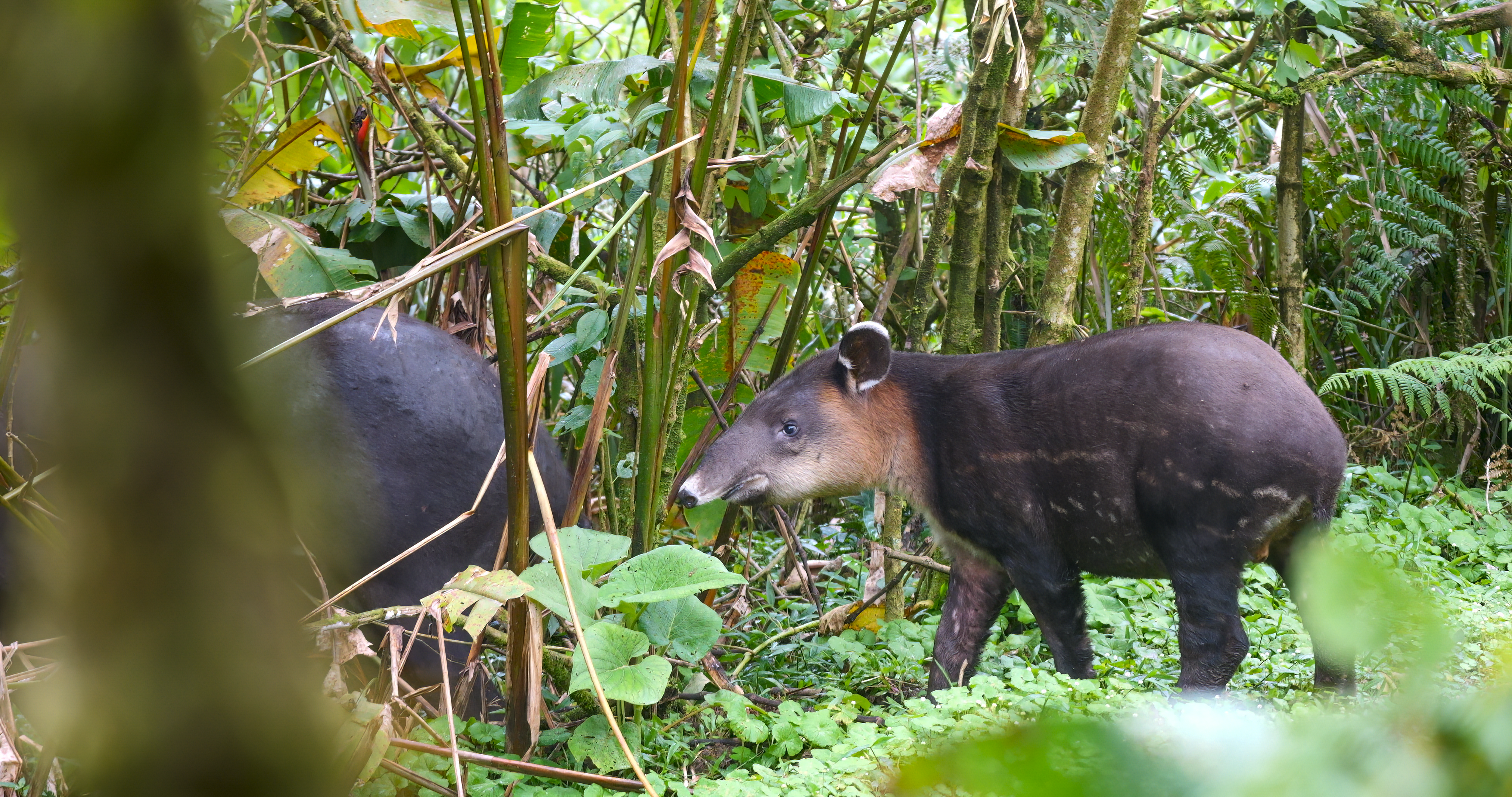 Tapir Valley Nature Reserve | Bijagua Wildlife & Nature Tours