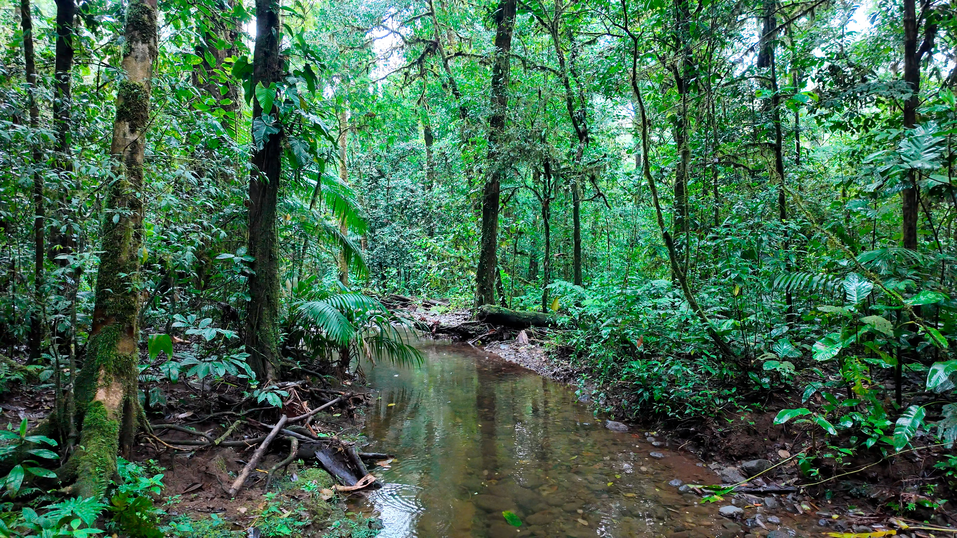 Tapir Valley Nature Reserve | Bijagua Wildlife & Nature Tours